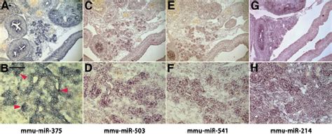 In Situ Hybridization For Developmentally Expressed Mirnas Embryonic