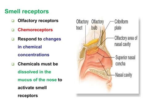 Sense Organ Nose Anatomy Of Nose Physiology Of Olfaction PPT