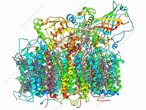 Photosystem Ii Molecule Stock Image F0069500 Science Photo Library