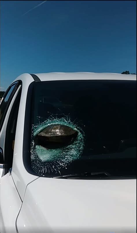 Turtle Smashes Through Car Windshield And Nearly Decapitates Passenger