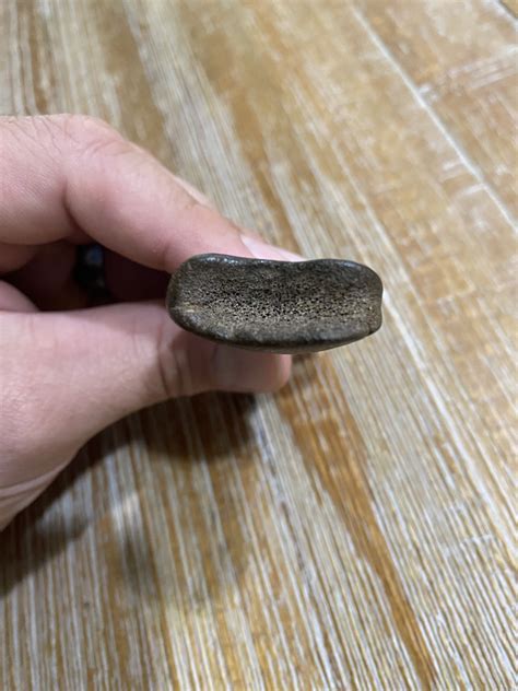 Help With Identifying Fossil Id The Fossil Forum