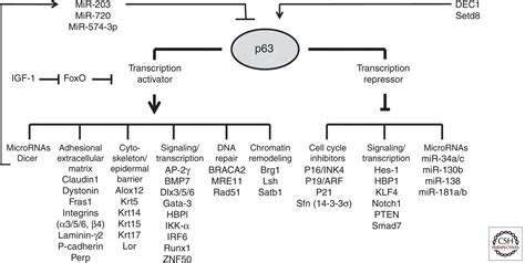 P53p63p73 In The Epidermis In Health And Disease