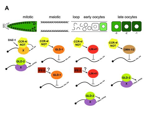 Model For 3´utr Mediated Post Transcriptional Regulation Of Mex 3 In Download Scientific