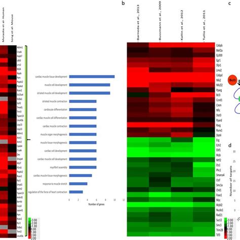 A Expression Correlation Of Targets For Gata4 Tbx5 And Mef2a Between