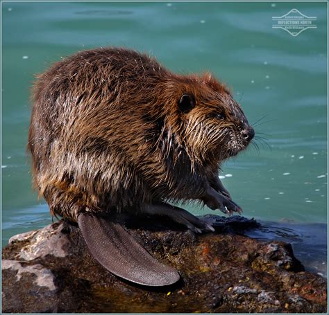 Castor Du Canada Marais Du Lac Au Foin · Inaturalist Canada