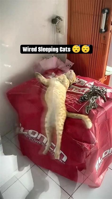 Cat Bites Created By Motherofcats Cat Memes Funny Cats Cat Breeds