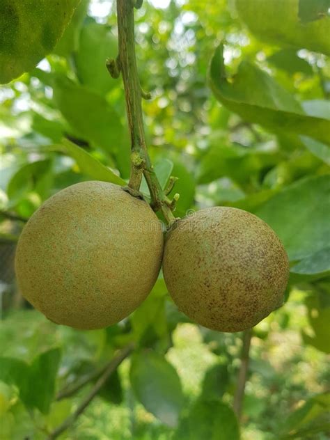 Citrus Rust Mite On Lime Fruit Cause Damage Of Fruit Stock Image Image Of Cause Beauty 98086815