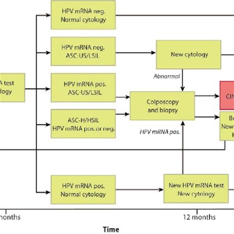 Flow Chart Showing The Guidelines For Follow Up Of Minor Cytological Download Scientific