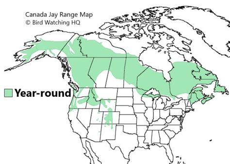 10 Types Of Corvids Found In California Crows Jays Bird Watching Hq