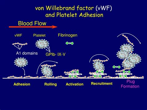 Ppt Platelet Structure And Function Powerpoint Presentation Free