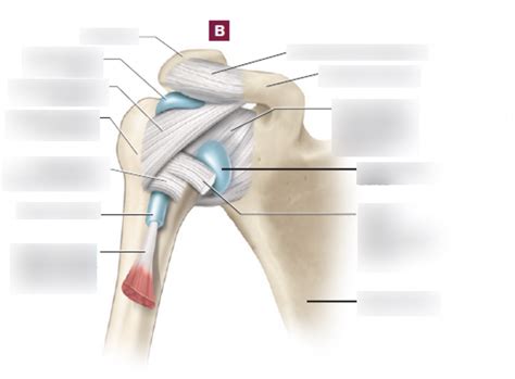 Shoulder Joint Tendons Diagram Quizlet