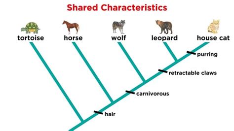 Classification Quiz Flashcards Quizlet