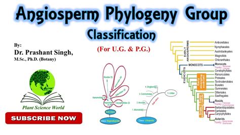 Angiosperm Phylogeny Group Apg Classification For Ug And Pg Youtube