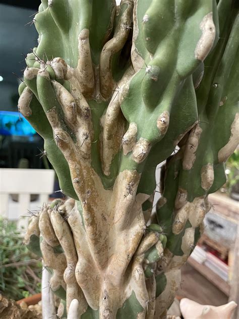 My Moms Cactus Broad Mites Rcactus