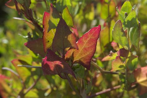 Saltbush Or Atriplex Triangularis Also Called Spearscale … Flickr