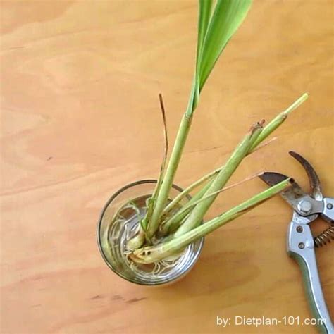 How To Propagating And Growing Lemongrass From Store Bought Stalks