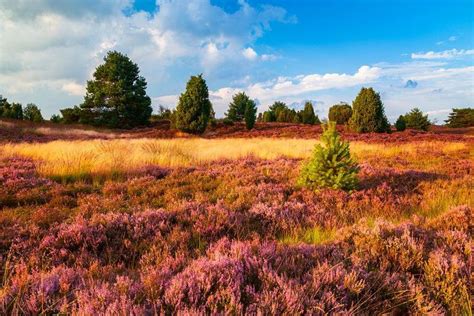 Lüneburger Heide Im Goldenen Abendlicht Von Daniela Beyer Auf Artframe