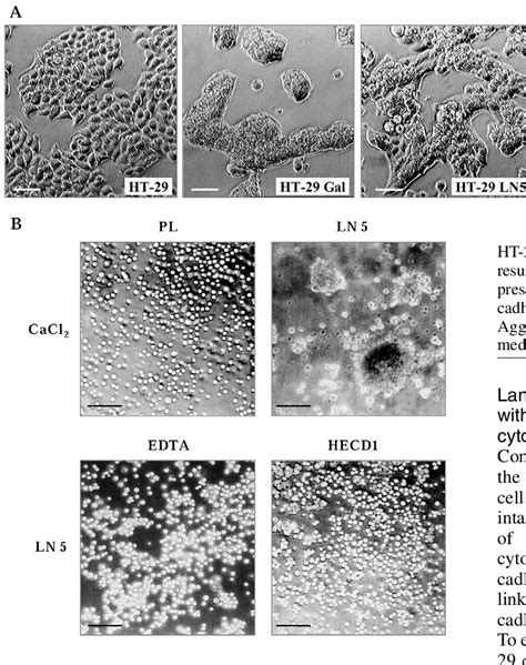 Figure 1 From Laminin 5 Integrin Interaction Signals Through Pi 3 Kinase And Rac1b To Promote