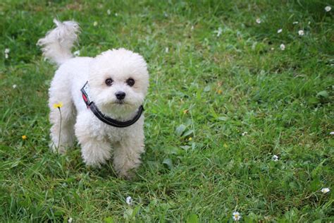 무료 이미지 목초지 단 강아지 귀엽다 척골가 있는 몰티즈 비숑 Bichon Frise 미니어처 푸들