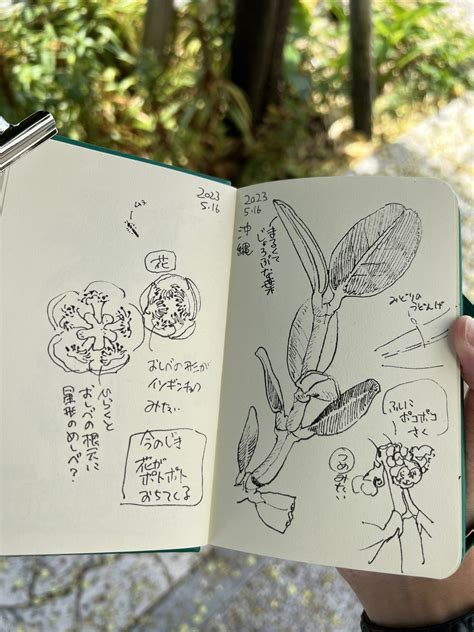 下田スケッチ絵の描き方 on Twitter 葉っぱが大きくて丸い街路樹