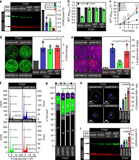 Knockdown Of Sting Phenocopies Mir 181a Overexpression In Ftsecs A