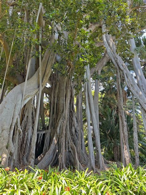 Huge 200 Years Old Tree Ficus Macrophylla Columnaris Moraceae With