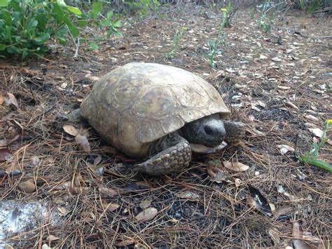 Gophertortoiseday Gopher Tortoises Environmental Consulting And Technology Inc Ect