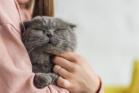 What Does It Mean When A Cat Headbutts You What Owners Need To Know