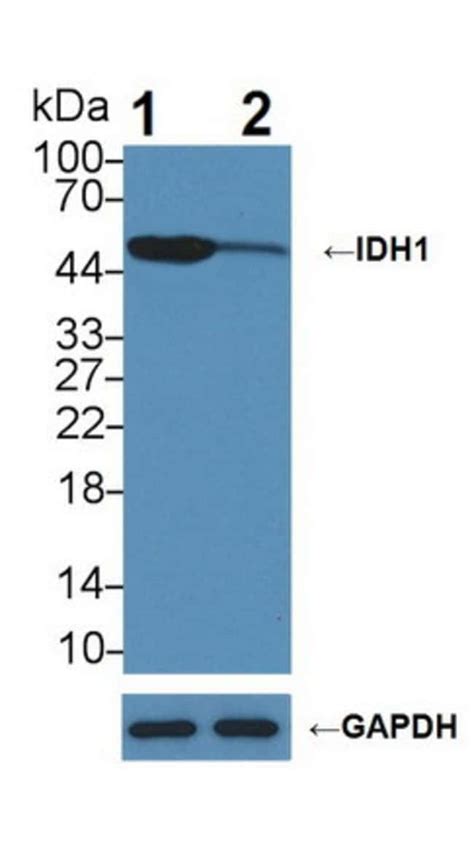 Idh1 Polyclonal Antibody Invitrogen 20 μl Unconjugatedantibodies