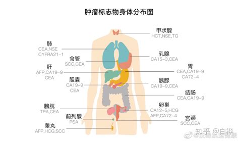体检时肿瘤标志物升高了！我是不是得癌了？！ 知乎