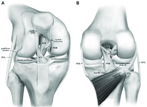 Posterior And Anterior Cruciate Ligament
