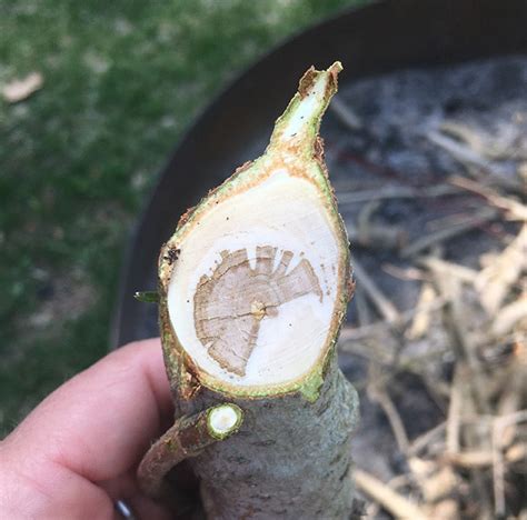 A Soilborne Disease Wins A Battle In My Garden The Impatient Gardener
