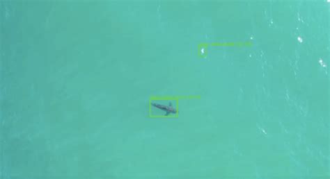 How Salesforce Einstein Is Helping Track And Protect Great White