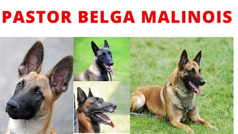 Cómo educar a un cachorro Pastor Belga Groenendael para qué no muerda