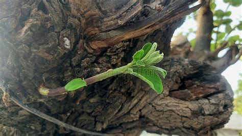 A Small Green Jujuba Ber Or Beiry Plant Emerges From The Dark
