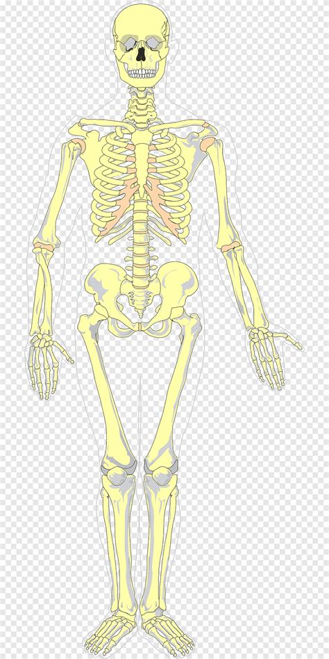 인간 골격 다이어그램 축 골격 호모 사피엔스 뼈 기타 뼈 Png Pngegg