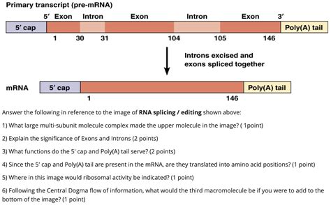 Solved Exon Intron Exon Primary Transcript Pre MRNA Chegg Com