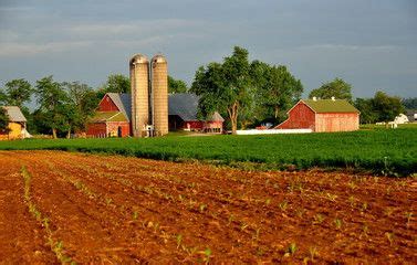 Lancaster County Pennsylvania Newly Planted Cornfield And An Amish Farm With Twin Silos Barns