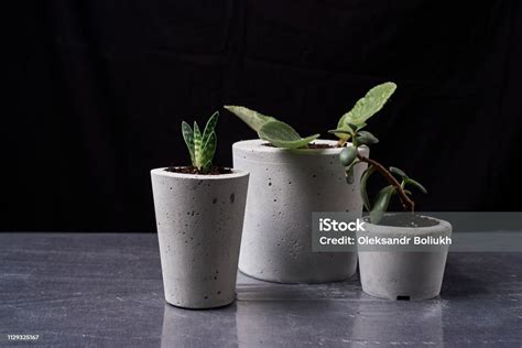 선인장 연인을 위한 실내 훈장에 있는 수 제 구체적인 냄비에 있는 즙이 많은 식물 Diy에 대한 스톡 사진 및 기타 이미지 Diy 꽃 식물 나무 Istock