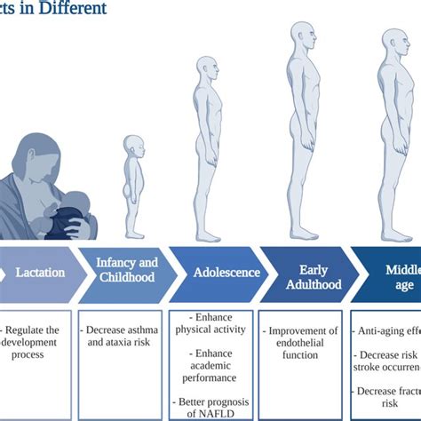 Vitamin A Biosynthesis And Activation This Figure Represents A