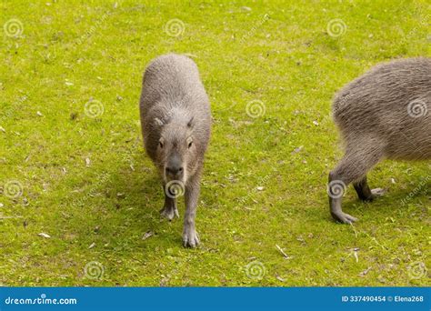 Capybara Kapibara Hydrochoerus Hydrochaeris The Largest Living