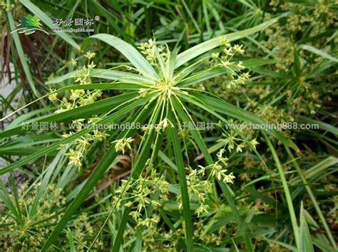 【水生植物】旱伞草价格市场行情沭阳好景园林提供报价