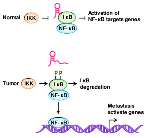 Lncrnas Regulate The Modification Of Binding Proteins Nkila Binds To