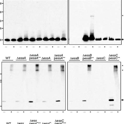 Blue Native Page Analysis Of Esaa And Essb Containing Complexes Download Scientific Diagram