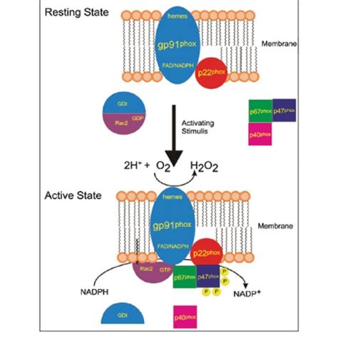 Schematic Illustration Of The Activation Of Nadph Oxidase Download Scientific Diagram