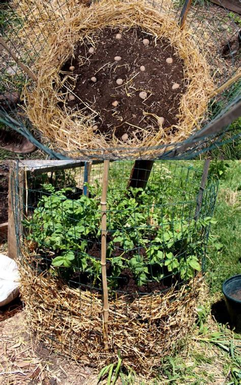 Do Potato Towers Work Read Before You Try A Piece Of Rainbow