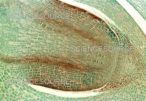 Corn Seed Light Micrograph Stock Image Science Source Images