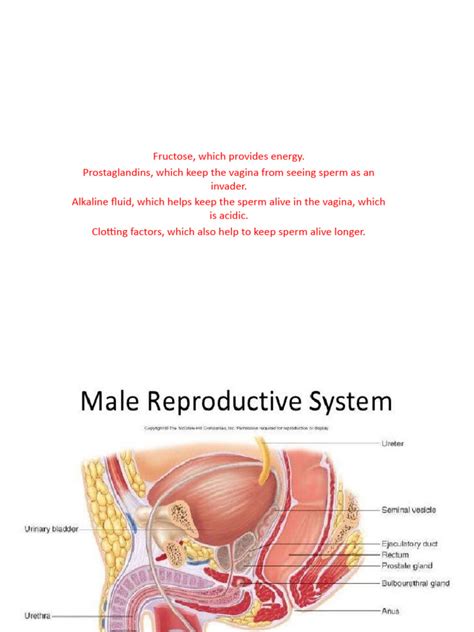 Male Reproductive System Pdf Testicle Reproductive System