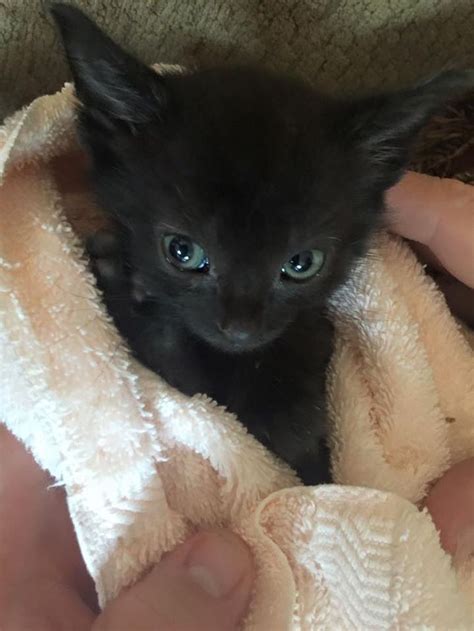 Stray Cat Brings Her Kittens To Her Human Friend Just In Time To Get