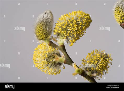 Goat Or Pussy Willow Salix Caprea Male Catkins Maturing Dioescious